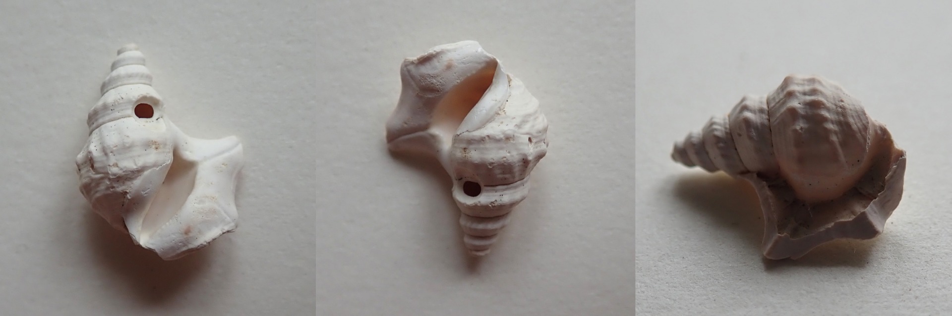 fossil-alma-miocengastro